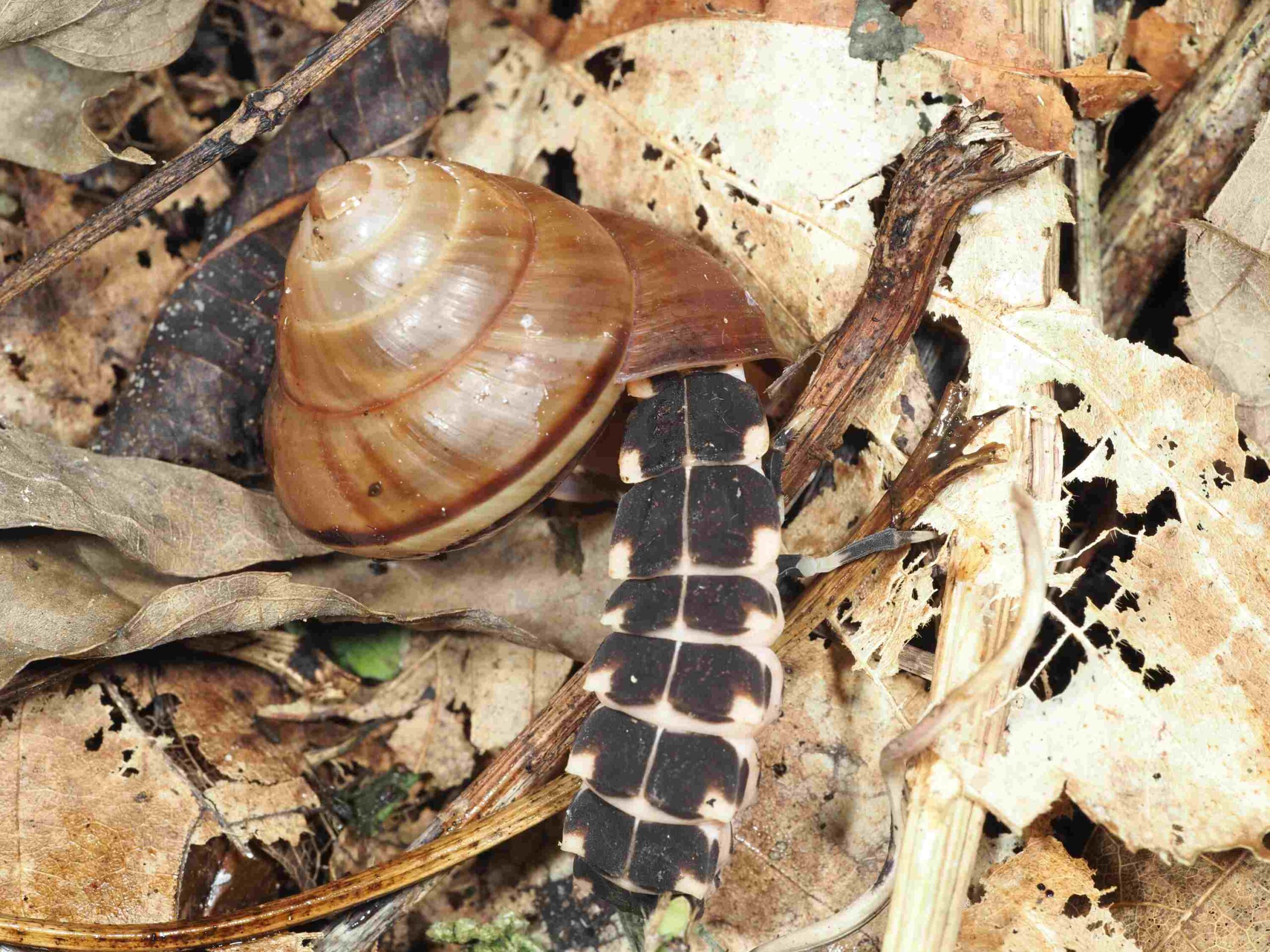 ヤエヤママドボタル（オオシママドボタル） | 沖縄外来種.com | Okinawa Prefecture Invasive Species ...