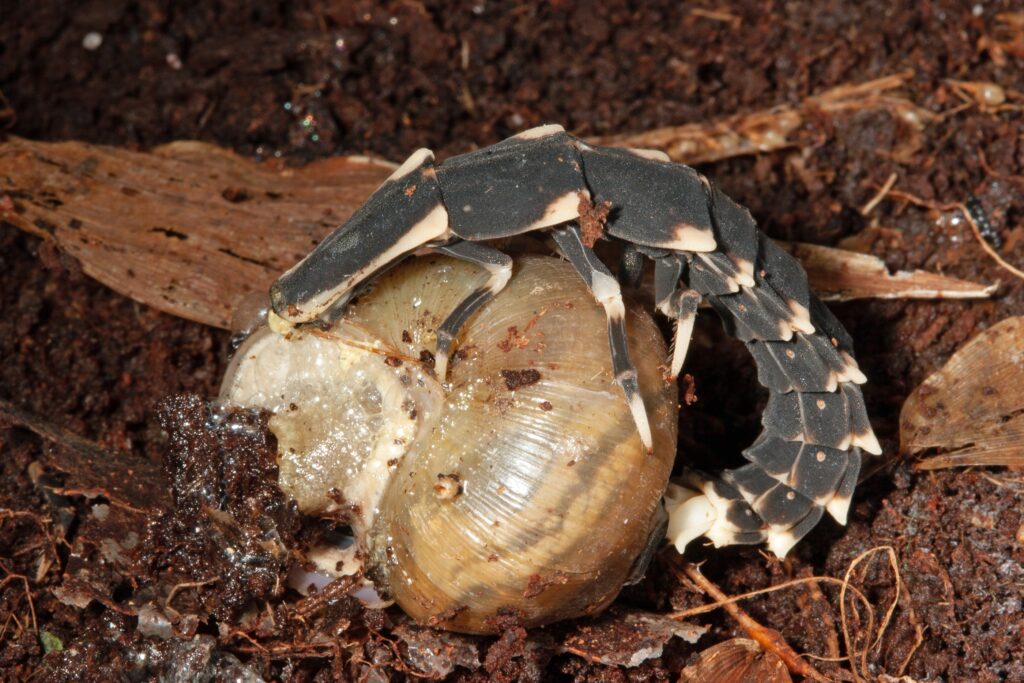 ヤエヤママドボタル（オオシママドボタル） | 沖縄外来種.com | Okinawa Prefecture Invasive Species ...