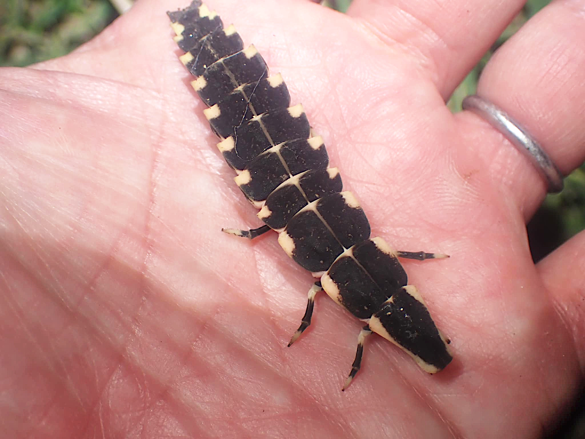 ヤエヤママドボタル（オオシママドボタル） | 沖縄外来種.com | Okinawa Prefecture Invasive Species ...